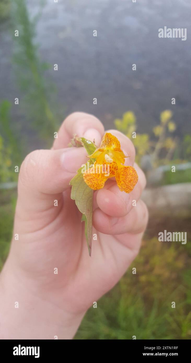 common jewelweed (Impatiens capensis) Plantae Stock Photo - Alamy