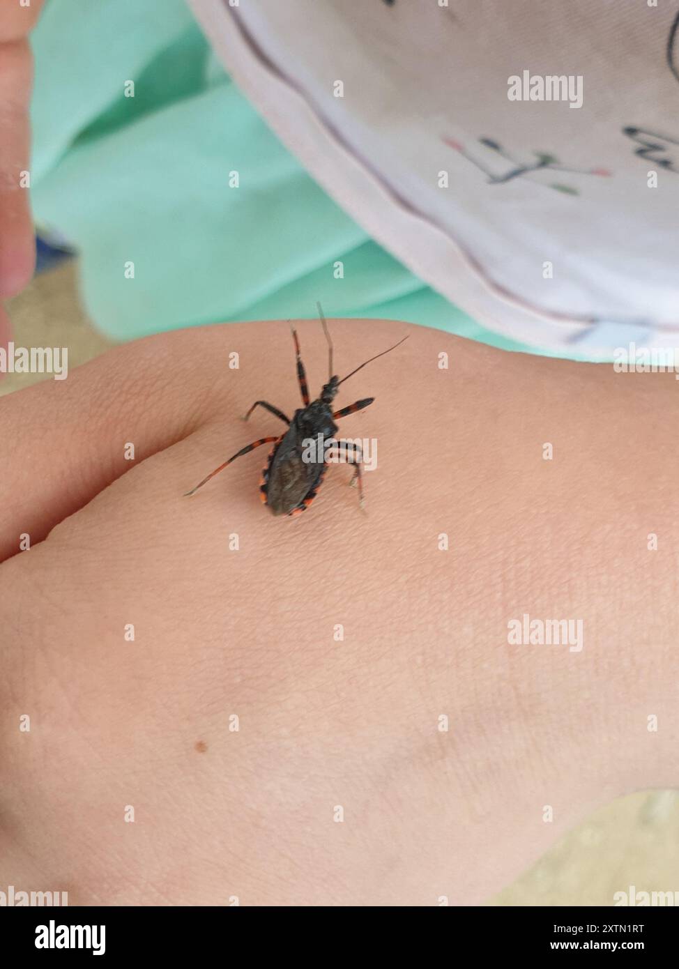Rhynocoris annulatus hi-res stock photography and images - Alamy
