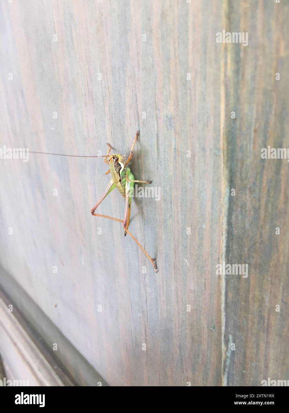Marbled Bush-crickets (Eupholidoptera) Insecta Stock Photo - Alamy
