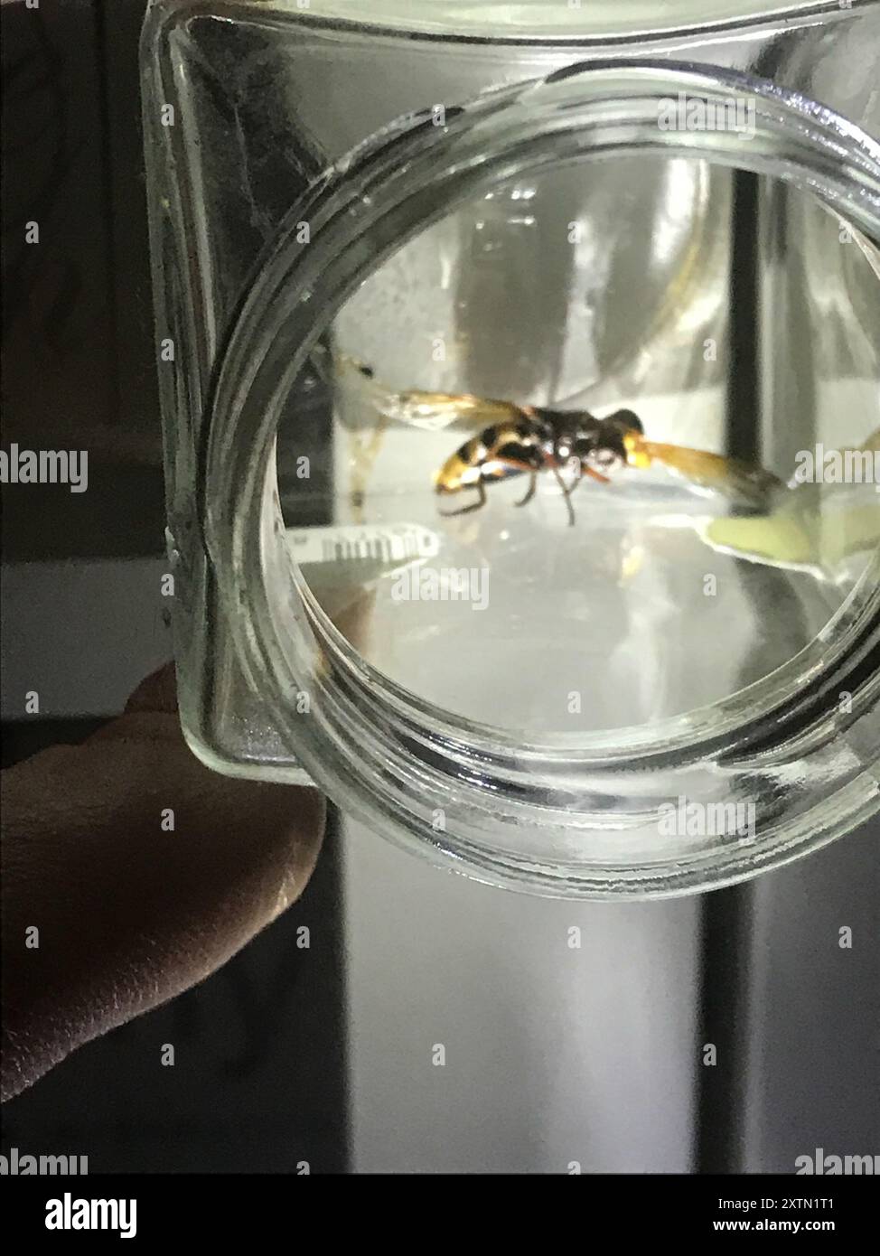 Hornet Mimic Hover Fly (Volucella zonaria) Insecta Stock Photo - Alamy