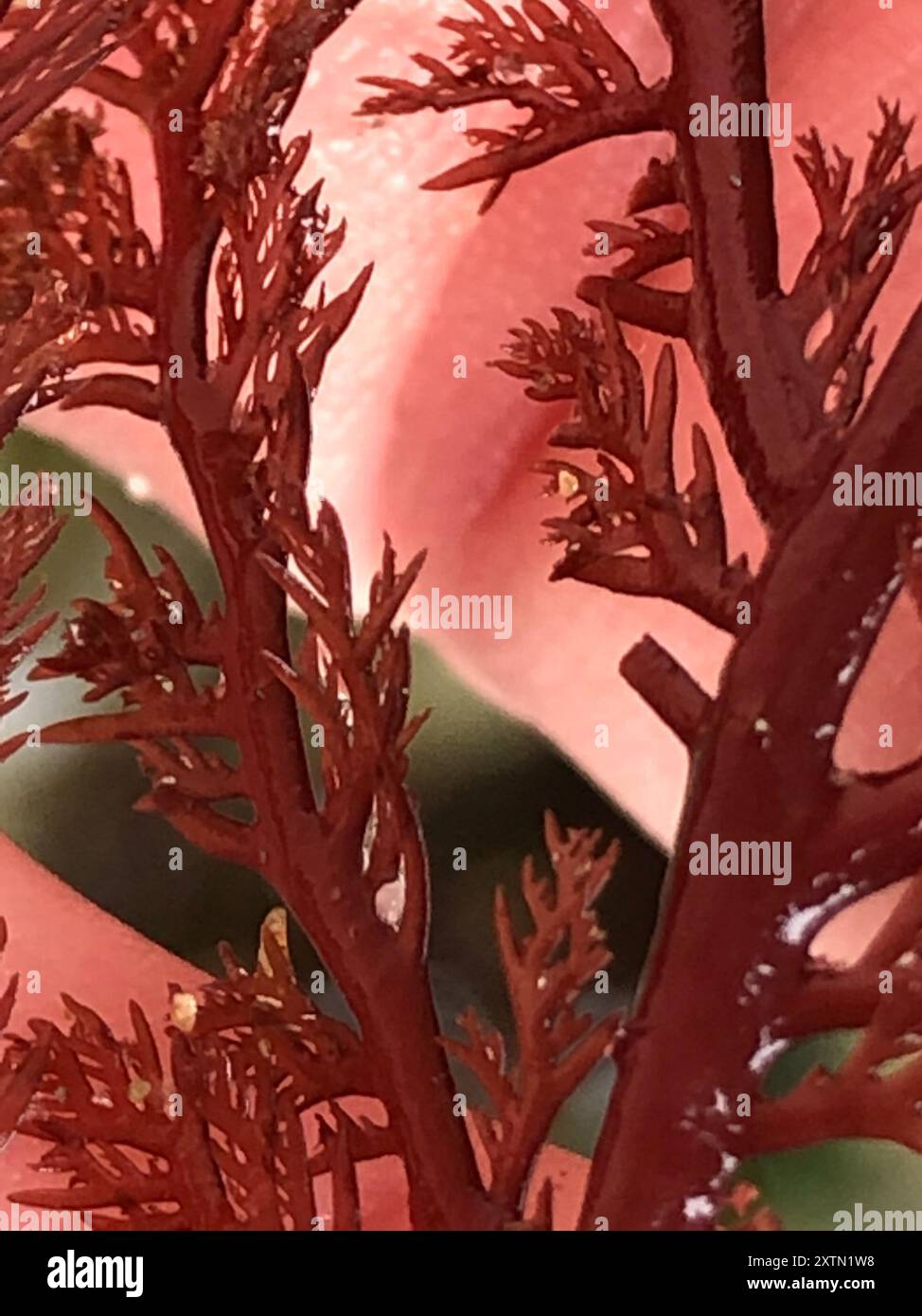 Sea Comb (Plocamium cartilagineum) Plantae Stock Photo - Alamy