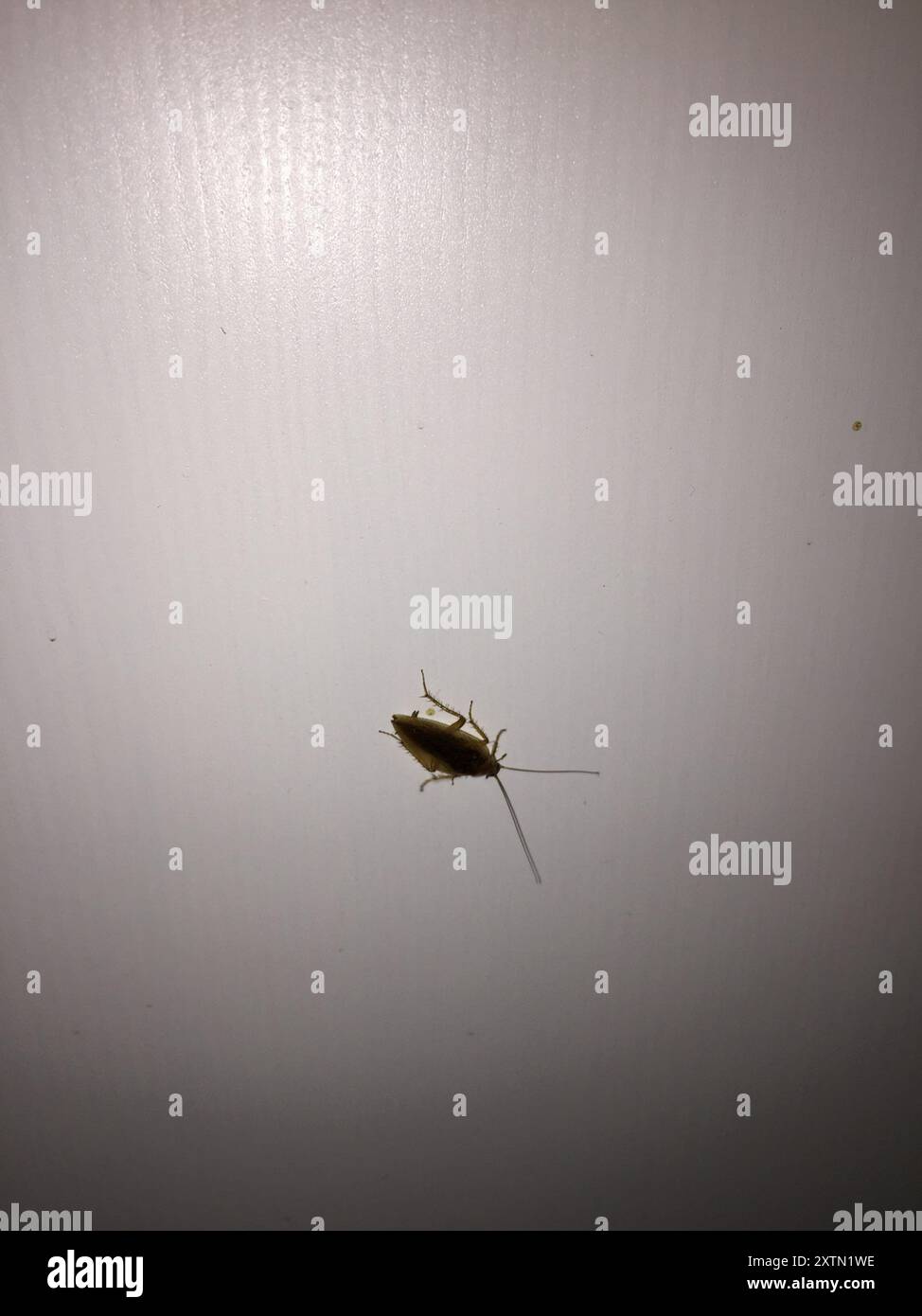 Dusky Cockroach (Ectobius lapponicus) Insecta Stock Photo - Alamy