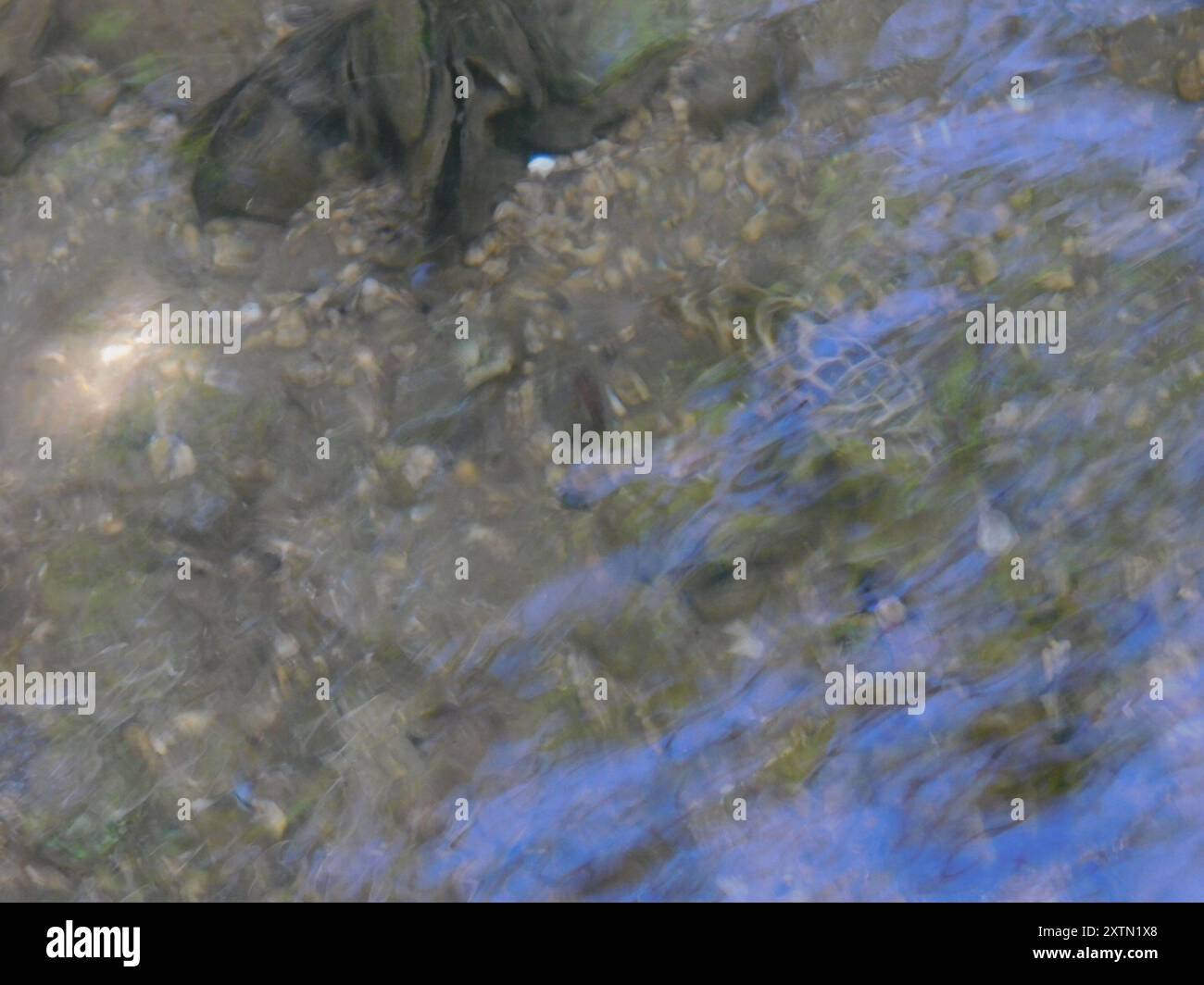 Checkered Puffer (Sphoeroides testudineus) Actinopterygii Stock Photo ...