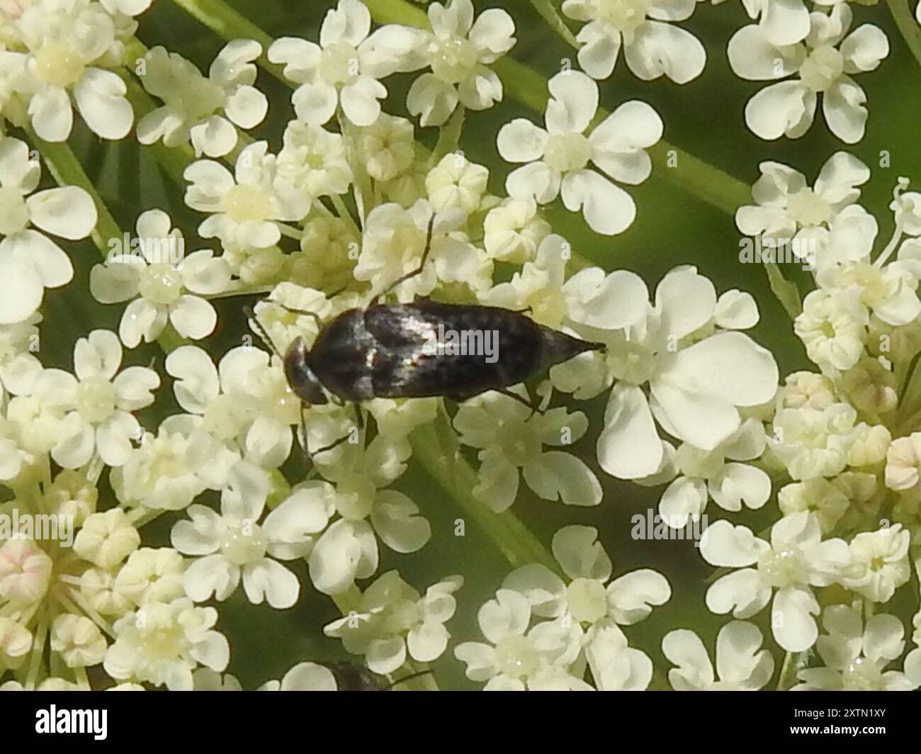 Tumbling Ragdoll (Mordella marginata) Insecta Stock Photo - Alamy
