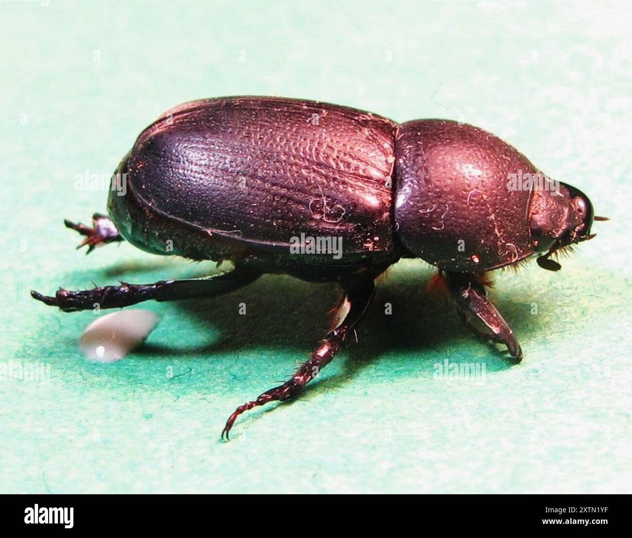 Rice Beetle (Dyscinetus morator) Insecta Stock Photo - Alamy