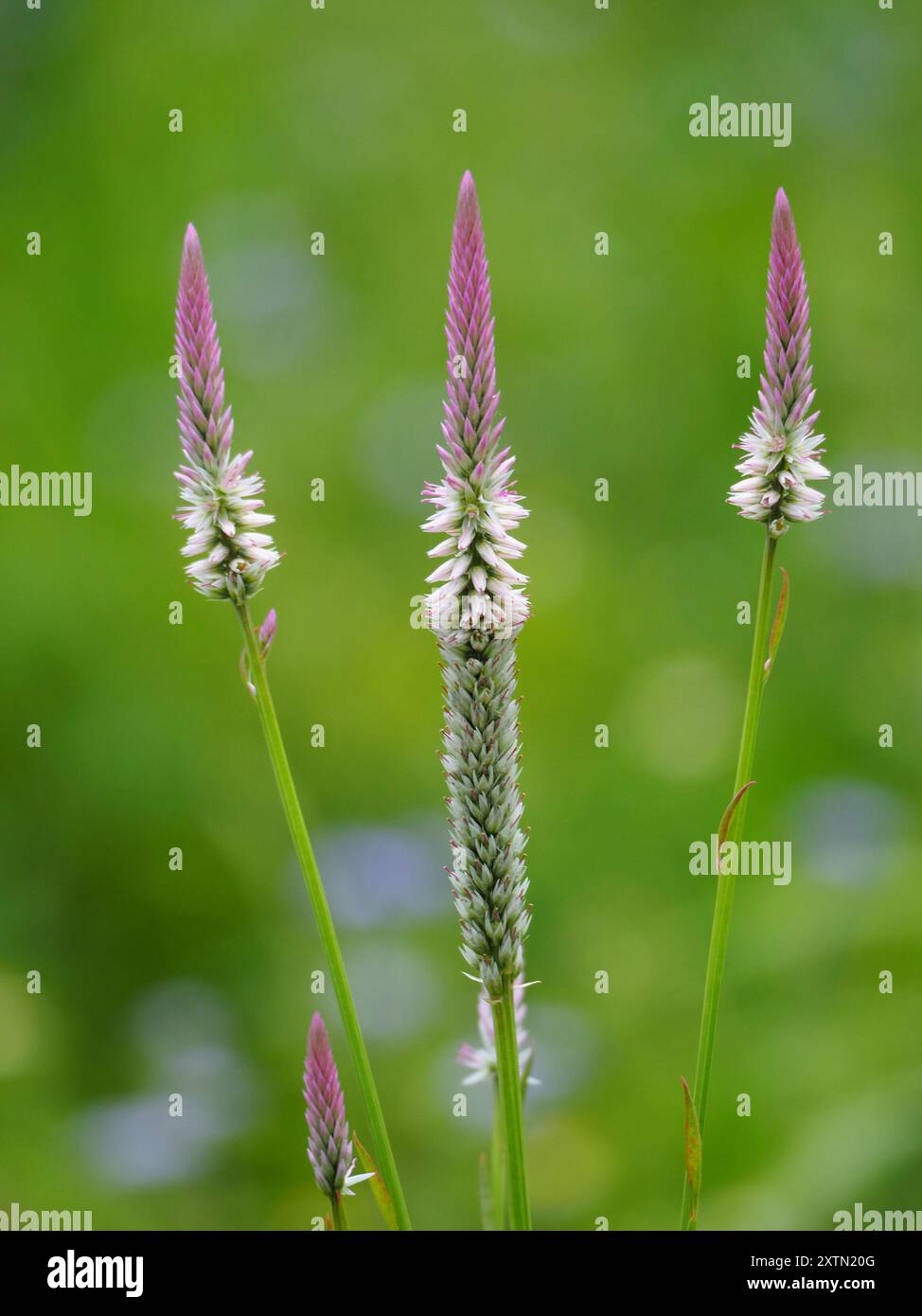 Quail Grass (Celosia argentea) Plantae Stock Photo - Alamy