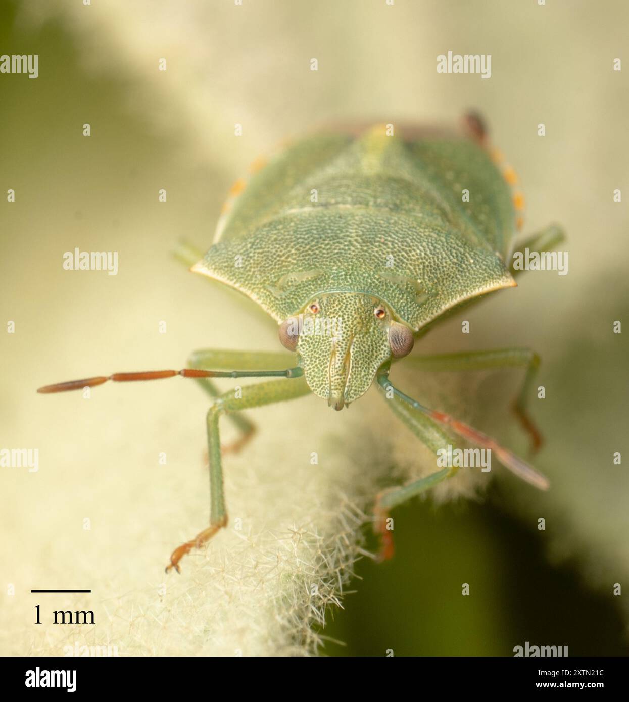 Red-shouldered Stink Bug (Thyanta custator) Insecta Stock Photo - Alamy