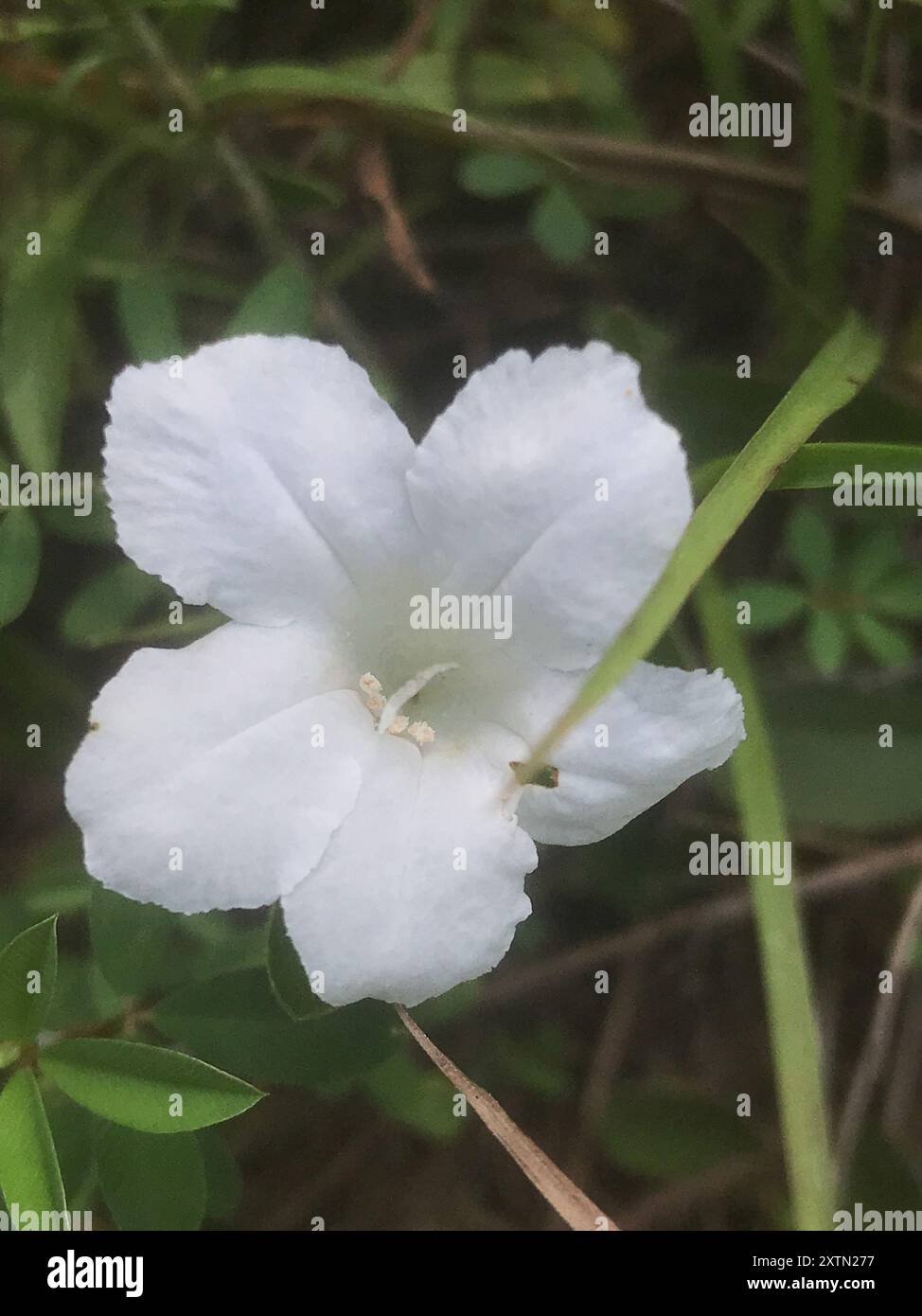 hairy ruellia (Ruellia humilis) Plantae Stock Photo - Alamy