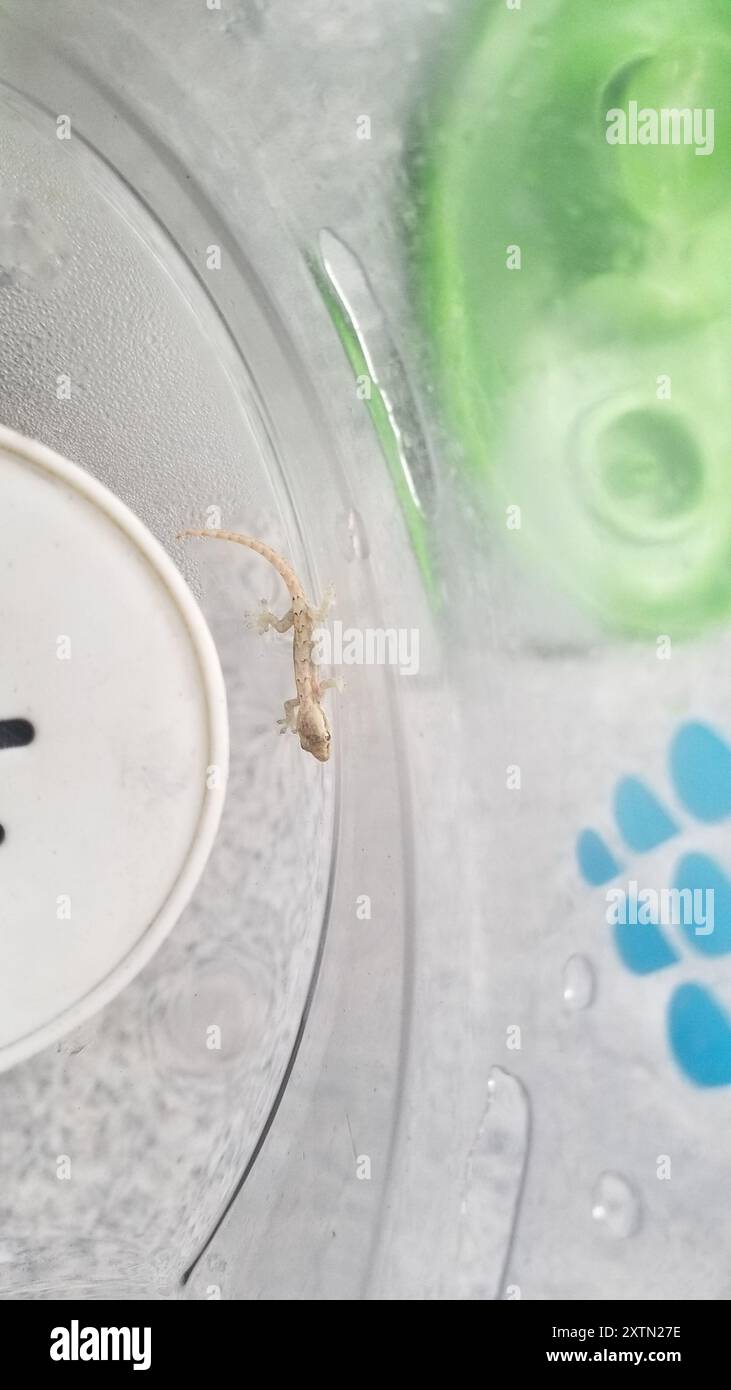Mourning Gecko (Lepidodactylus lugubris) Reptilia Stock Photo - Alamy