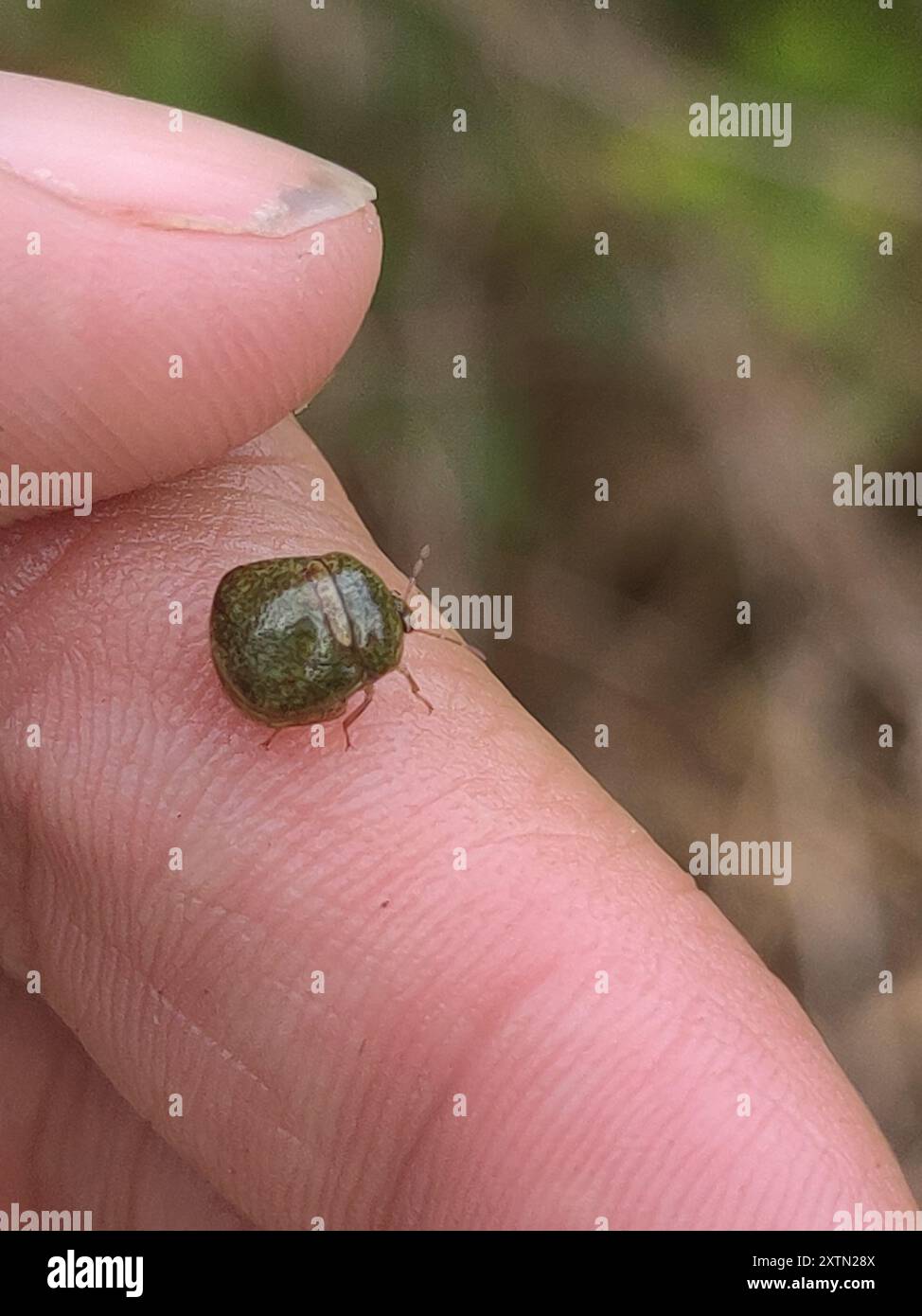 Kudzu Bug (Megacopta cribraria) Insecta Stock Photo - Alamy