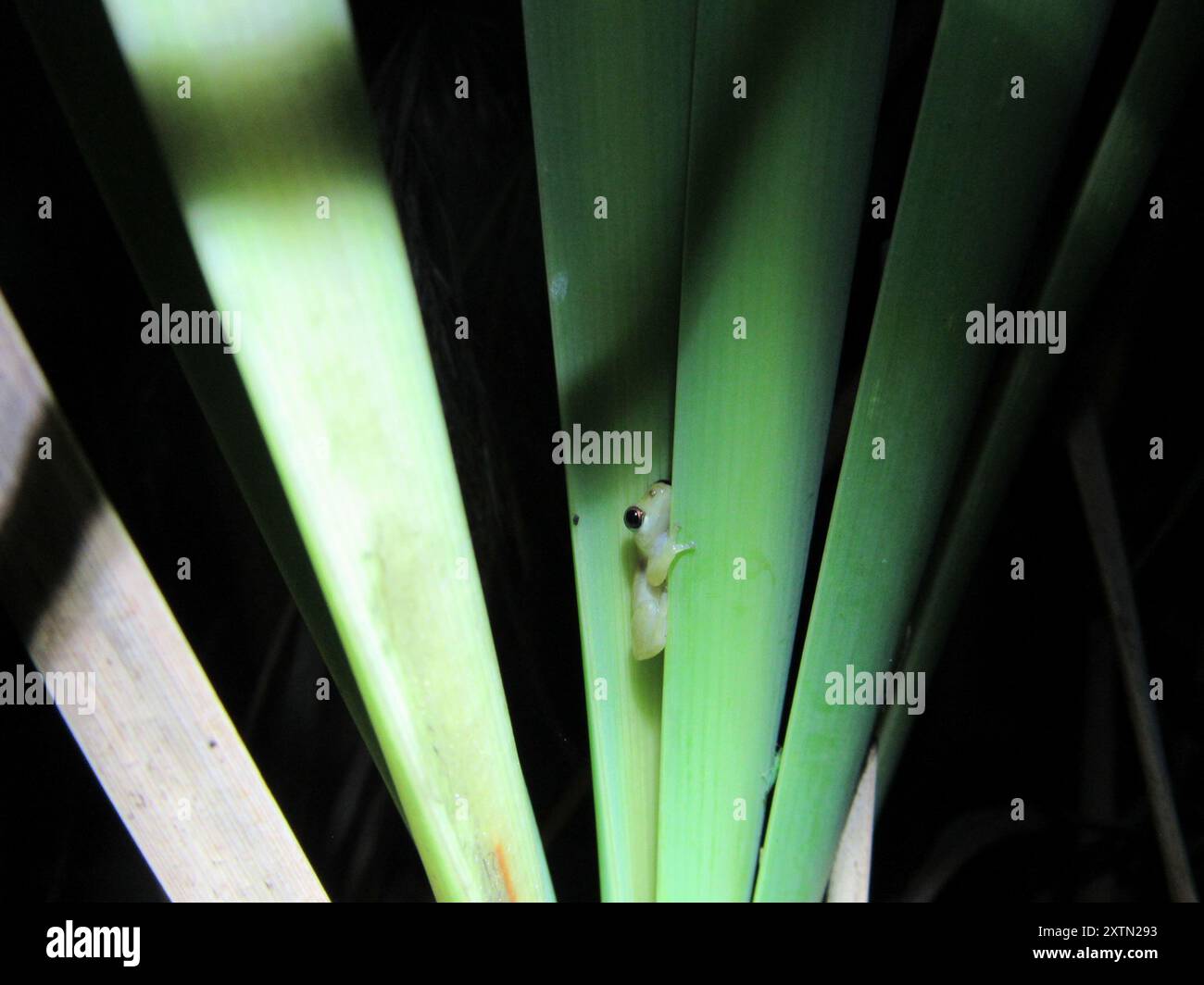 Delicate Spiny Reed Frog (Afrixalus delicatus) Amphibia Stock Photo - Alamy