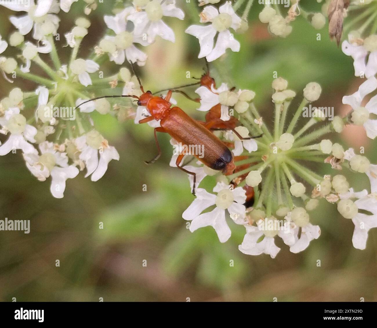 Common Red Soldier Beetle (Rhagonycha fulva) Insecta Stock Photo - Alamy