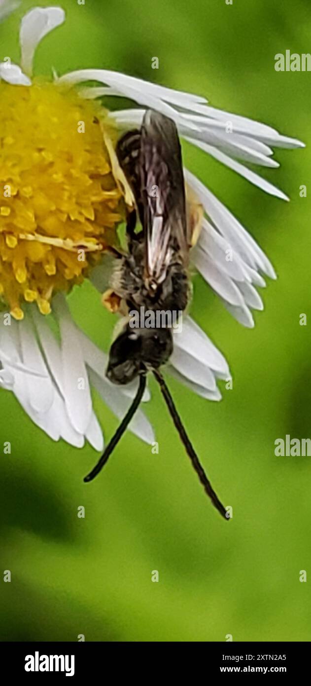 Confusing Furrow Bee (Halictus confusus) Insecta Stock Photo - Alamy