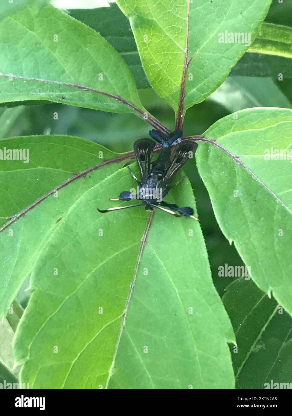 Virginia Creeper Clearwing (Albuna fraxini) Insecta Stock Photo - Alamy