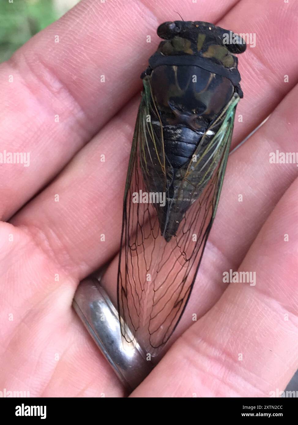 Common Lyric Cicada (Neotibicen lyricen lyricen) Insecta Stock Photo ...