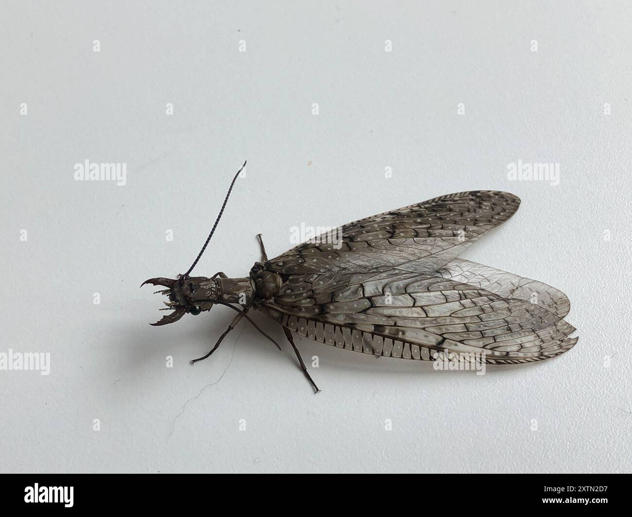Eastern Dobsonfly (Corydalus cornutus) Insecta Stock Photo - Alamy