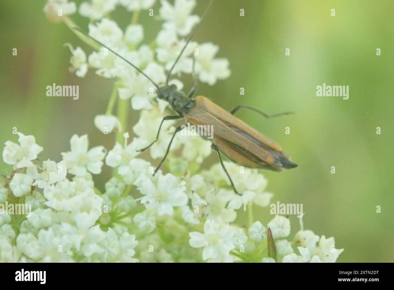 (Oedemera femorata) Insecta Stock Photo - Alamy