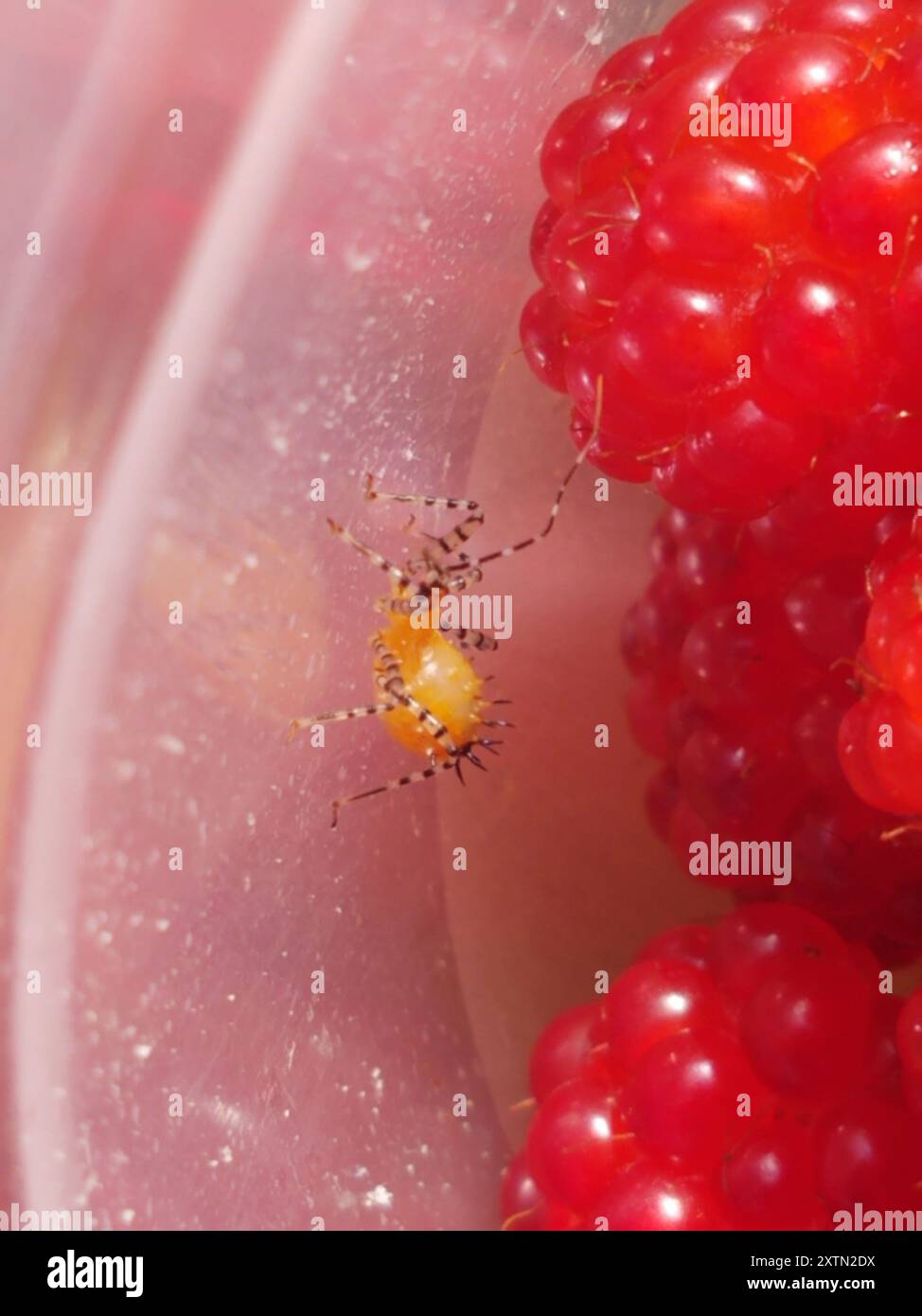 Ringed Assassin Bug (Pselliopus cinctus) Insecta Stock Photo - Alamy