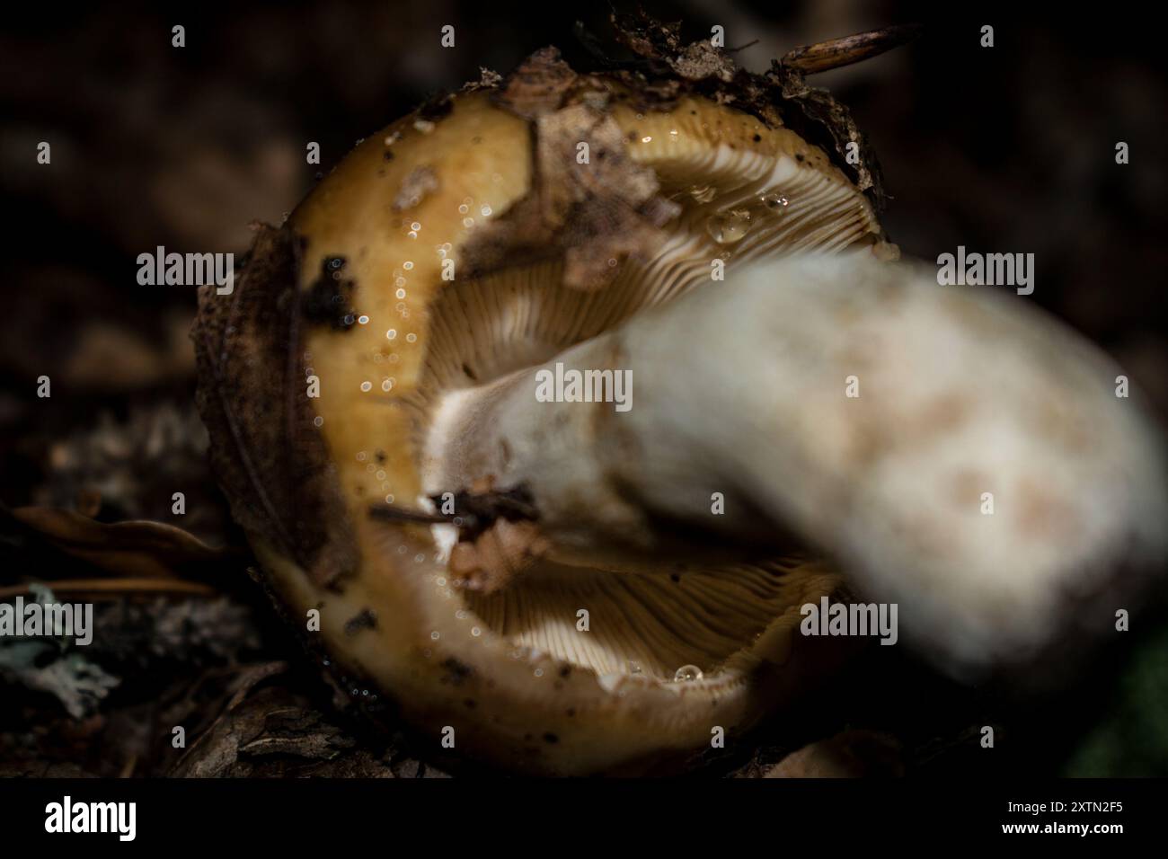 Stinking Brittlegill (Russula foetens) Fungi Stock Photo - Alamy