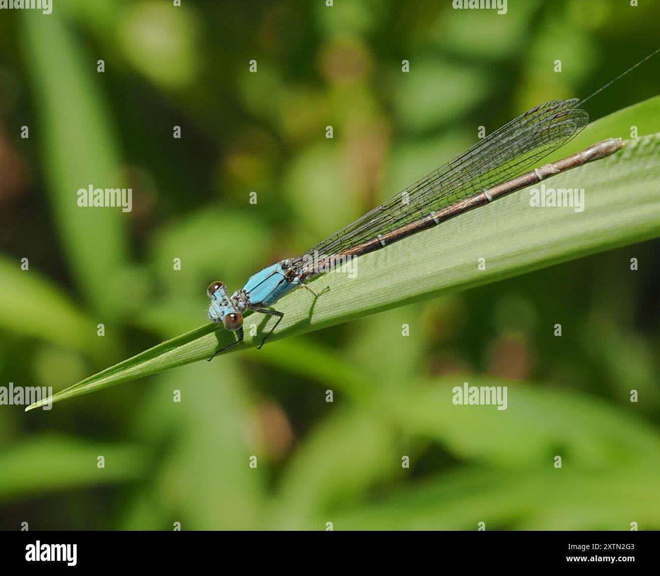 Powdered Dancer (Argia moesta) Insecta Stock Photo - Alamy