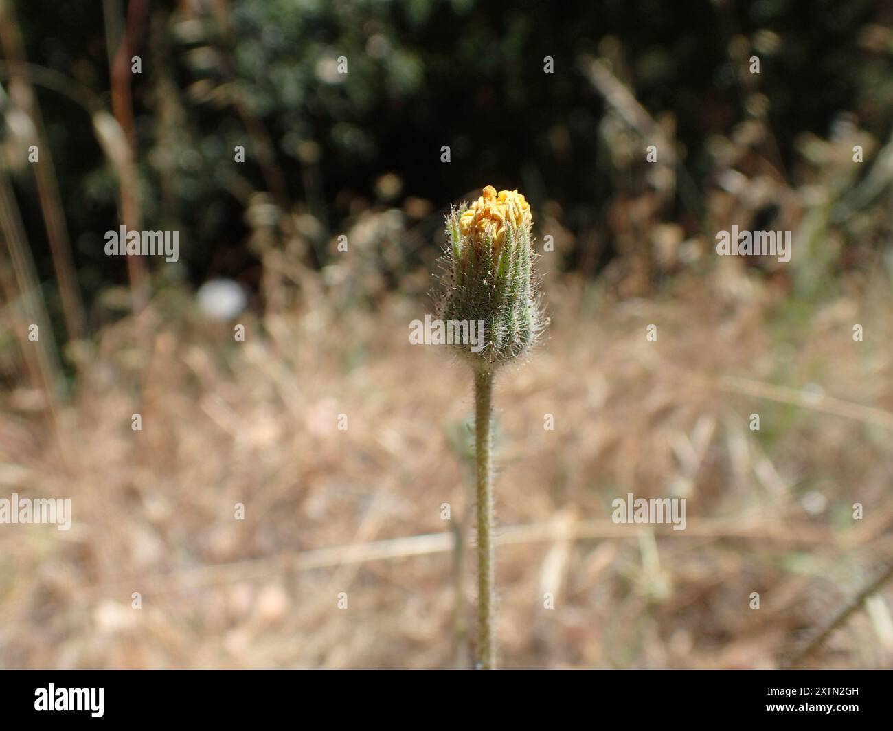 Common Madia (Madia elegans) Plantae Stock Photo - Alamy