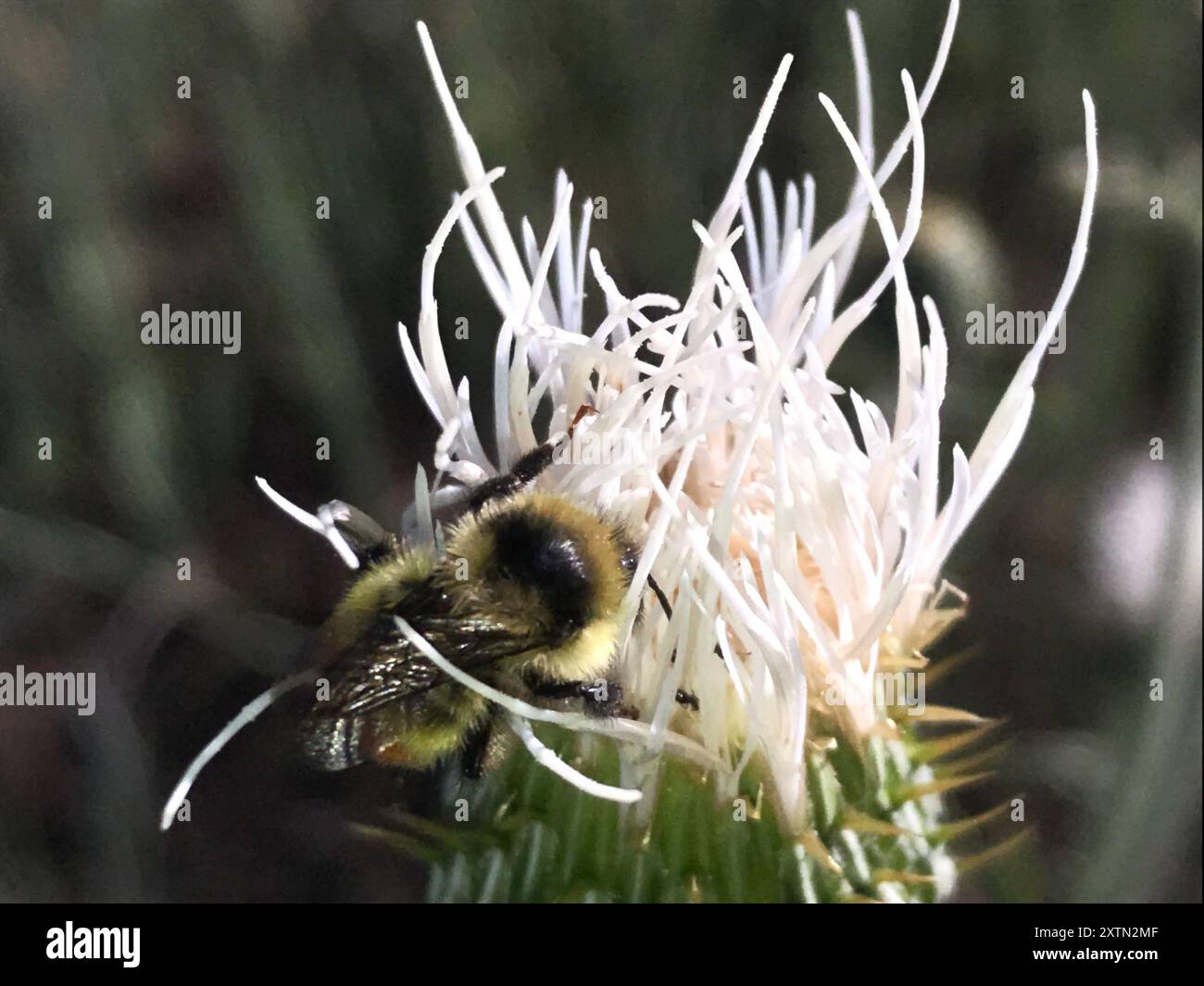 Great Basin Bumble Bee (Bombus centralis) Insecta Stock Photo - Alamy
