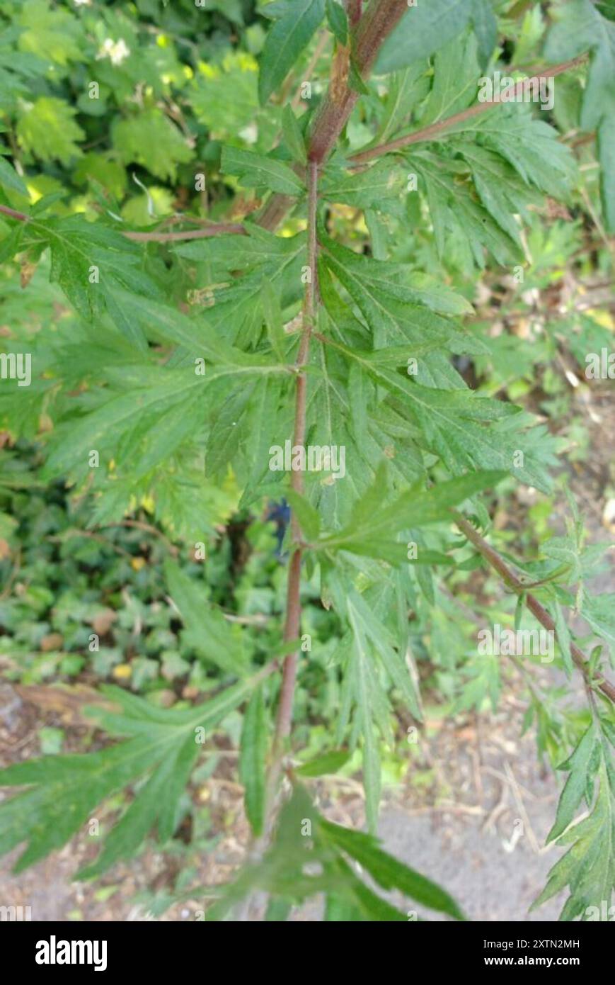 common mugwort (Artemisia vulgaris) Plantae Stock Photo - Alamy