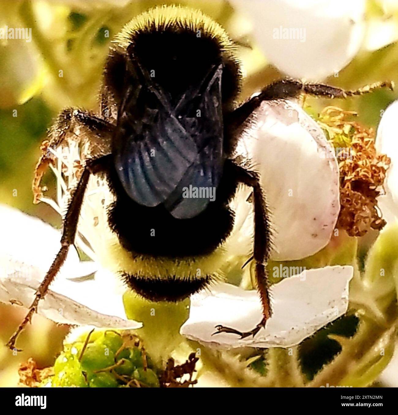 Yellow-faced Bumble Bee (Bombus vosnesenskii) Insecta Stock Photo - Alamy
