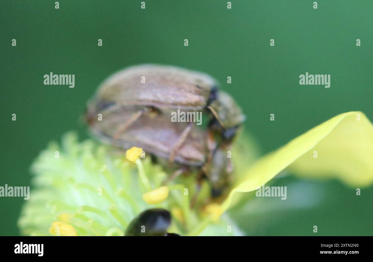 Raspberry Beetle (Byturus tomentosus) Insecta Stock Photo - Alamy