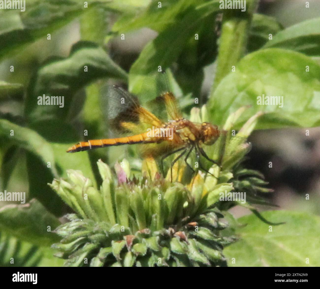 Band-winged Meadowhawk (Sympetrum semicinctum) Insecta Stock Photo - Alamy
