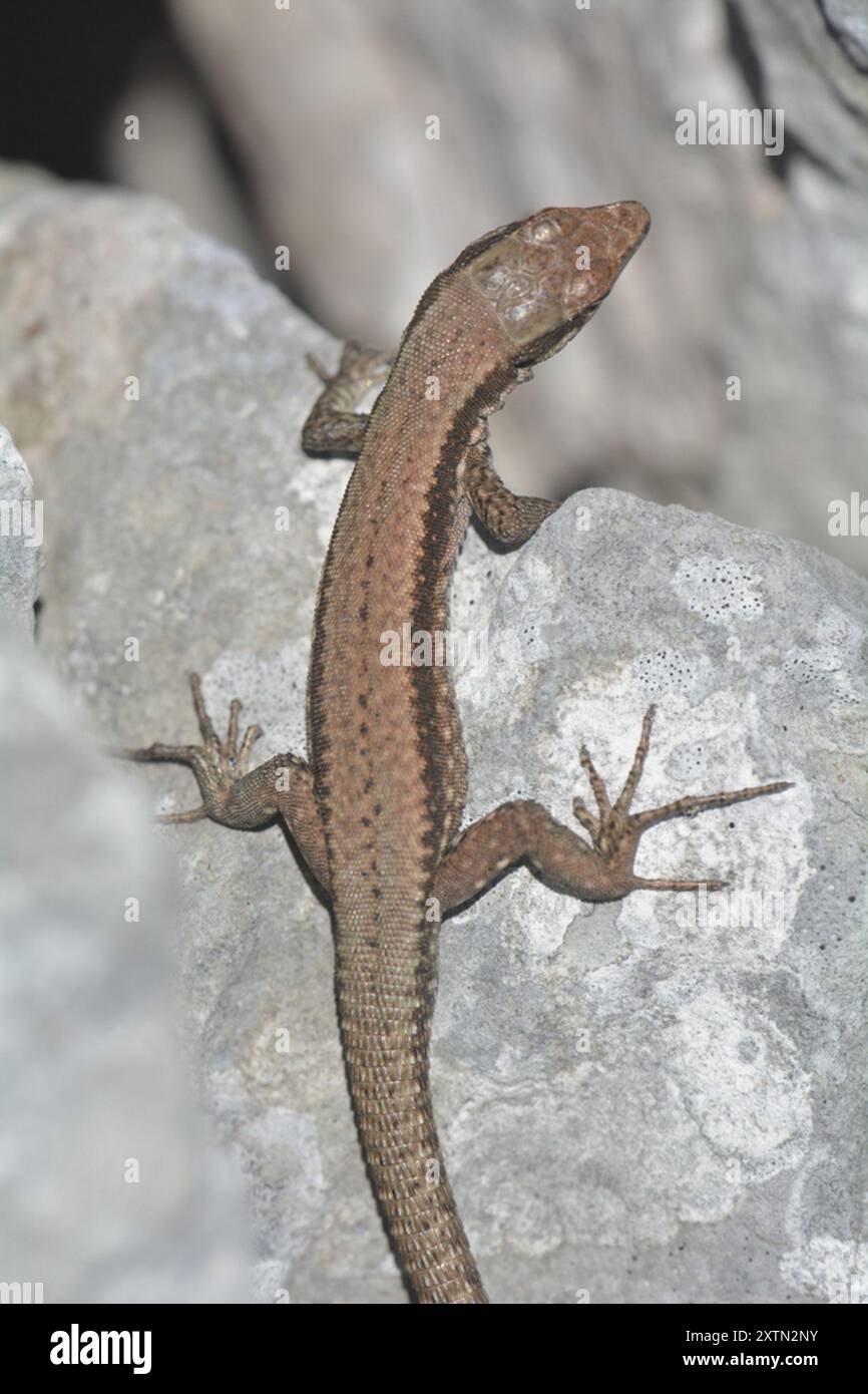 Common Wall Lizard (Podarcis muralis) Reptilia Stock Photo - Alamy