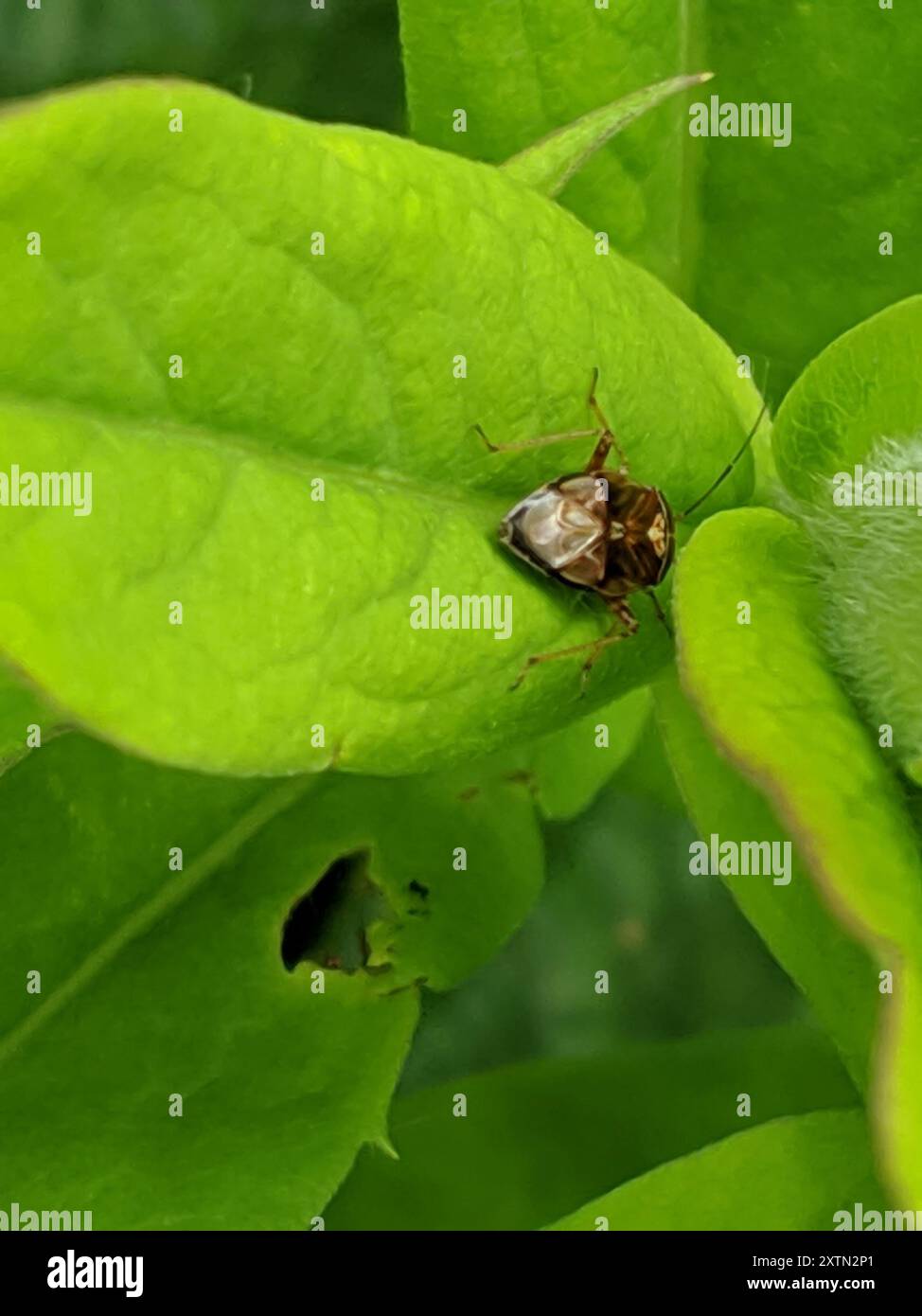 Western Tarnished Plant Bug (Lygus hesperus) Insecta Stock Photo - Alamy