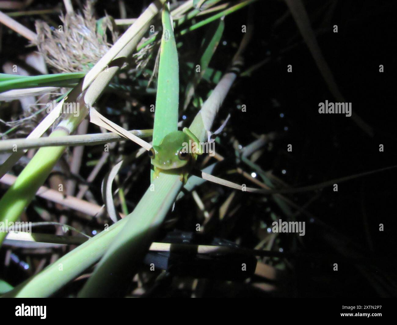 Tinker Reed Frog (Hyperolius tuberilinguis) Amphibia Stock Photo - Alamy