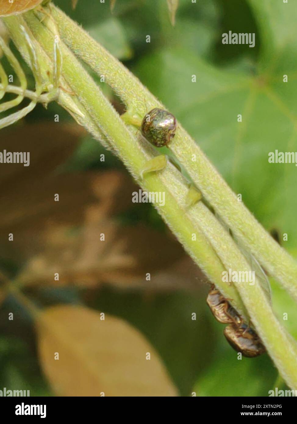 Kudzu Bug (Megacopta cribraria) Insecta Stock Photo - Alamy