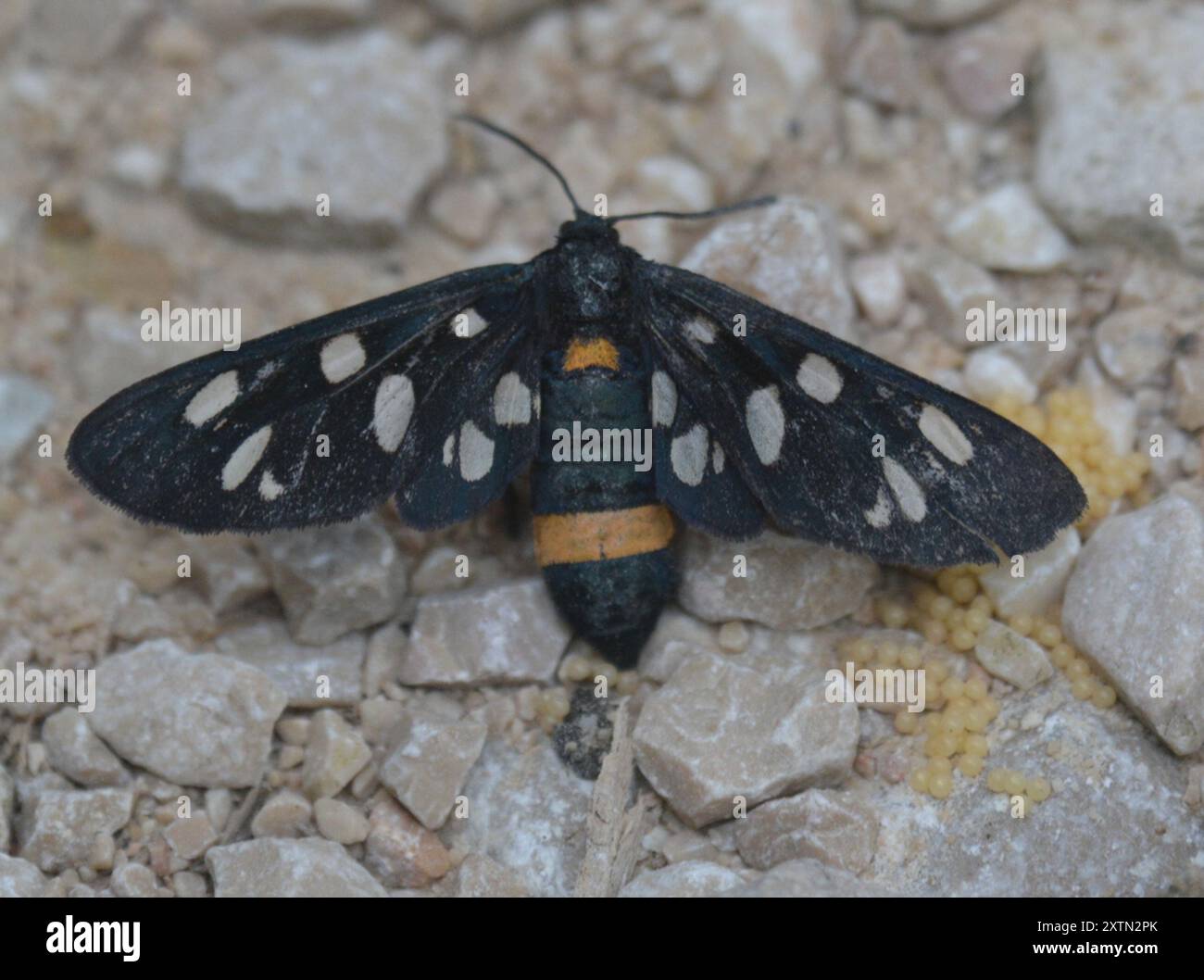 Nine-spotted Moth (Amata phegea) Insecta Stock Photo - Alamy