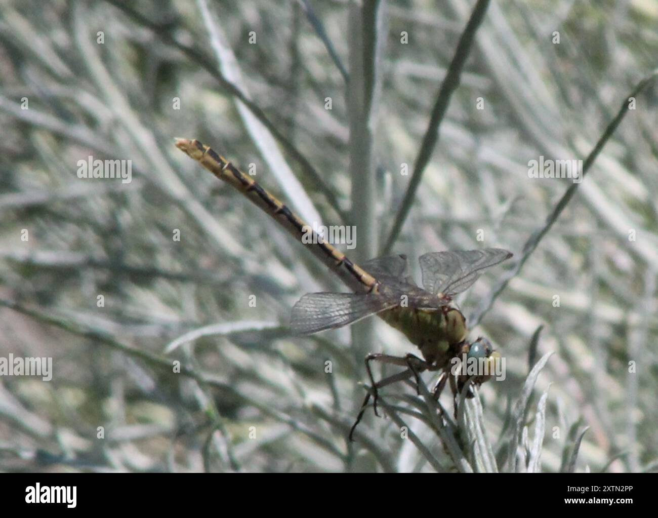 Pale Snaketail (Ophiogomphus severus) Insecta Stock Photo - Alamy