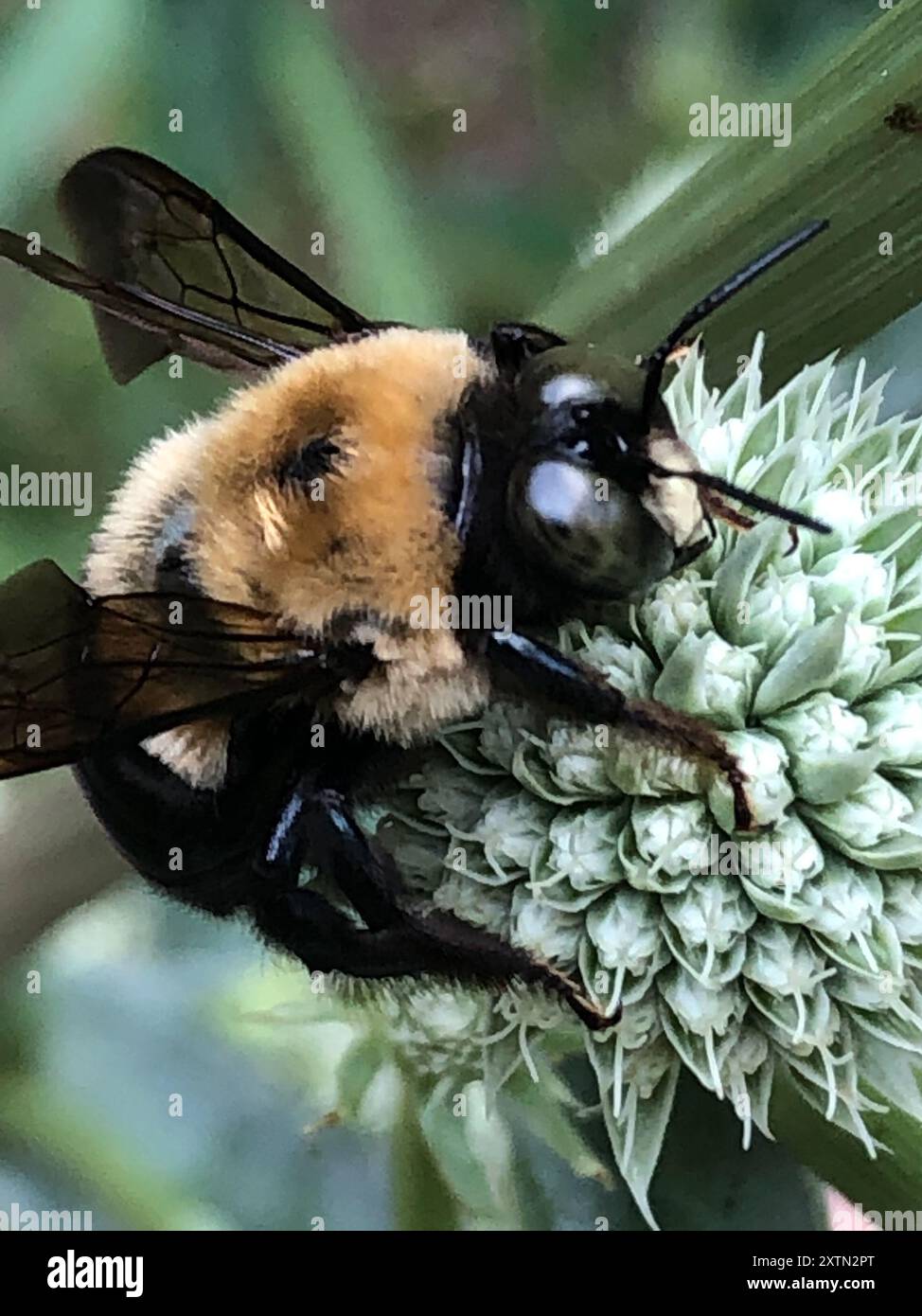 Eastern Carpenter Bee (Xylocopa virginica) Insecta Stock Photo - Alamy