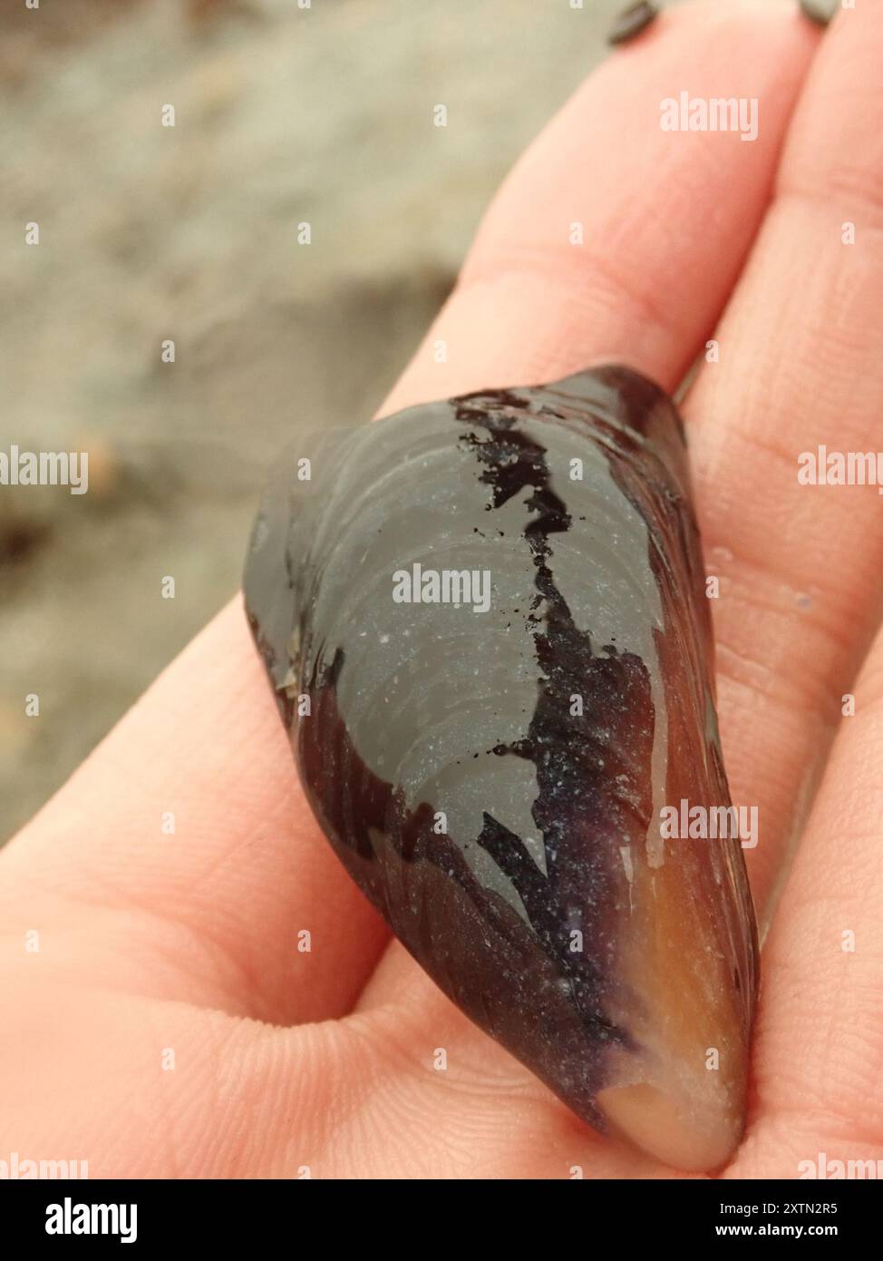 California Mussel (Mytilus californianus) Mollusca Stock Photo - Alamy
