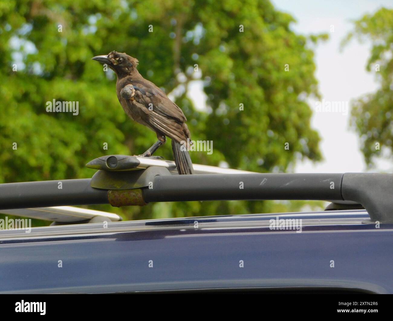 Avian pox viruses (Avipoxvirus Stock Photo - Alamy