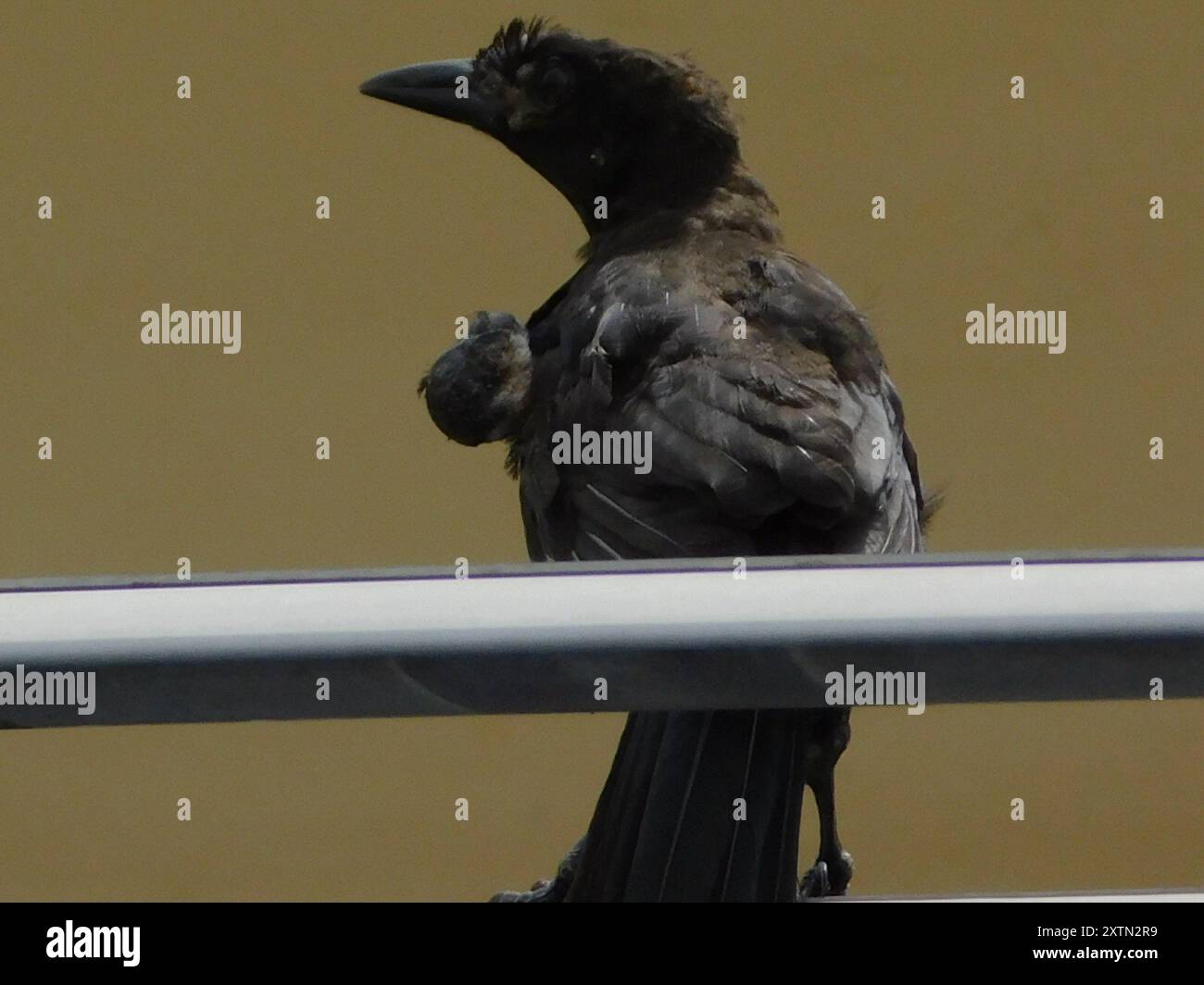 Avian pox viruses (Avipoxvirus Stock Photo - Alamy