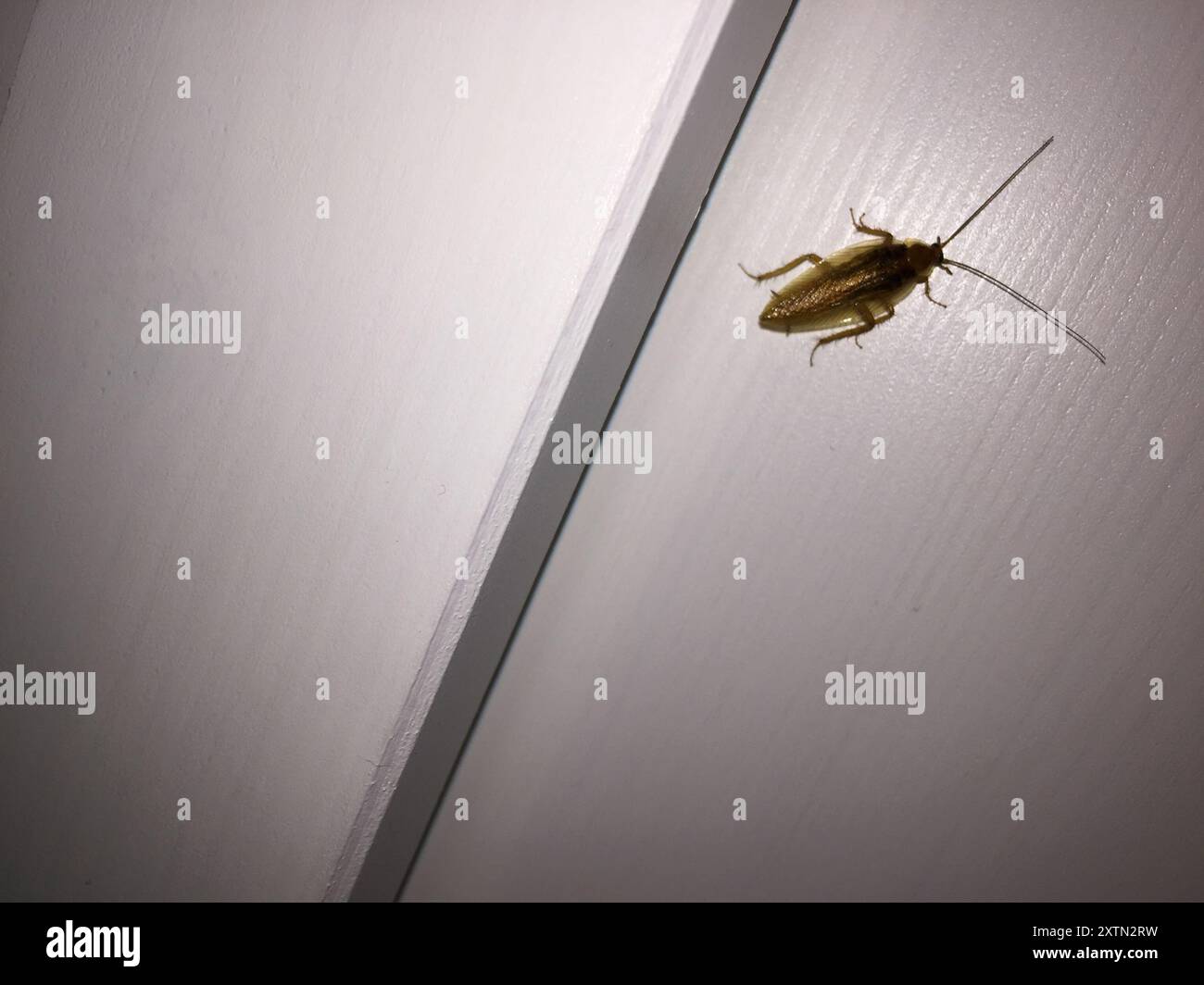 Dusky Cockroach (Ectobius lapponicus) Insecta Stock Photo - Alamy