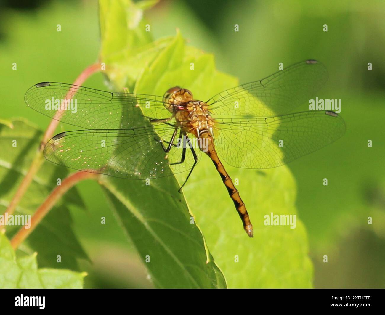 Meadowhawks (Sympetrum) Insecta Stock Photo - Alamy