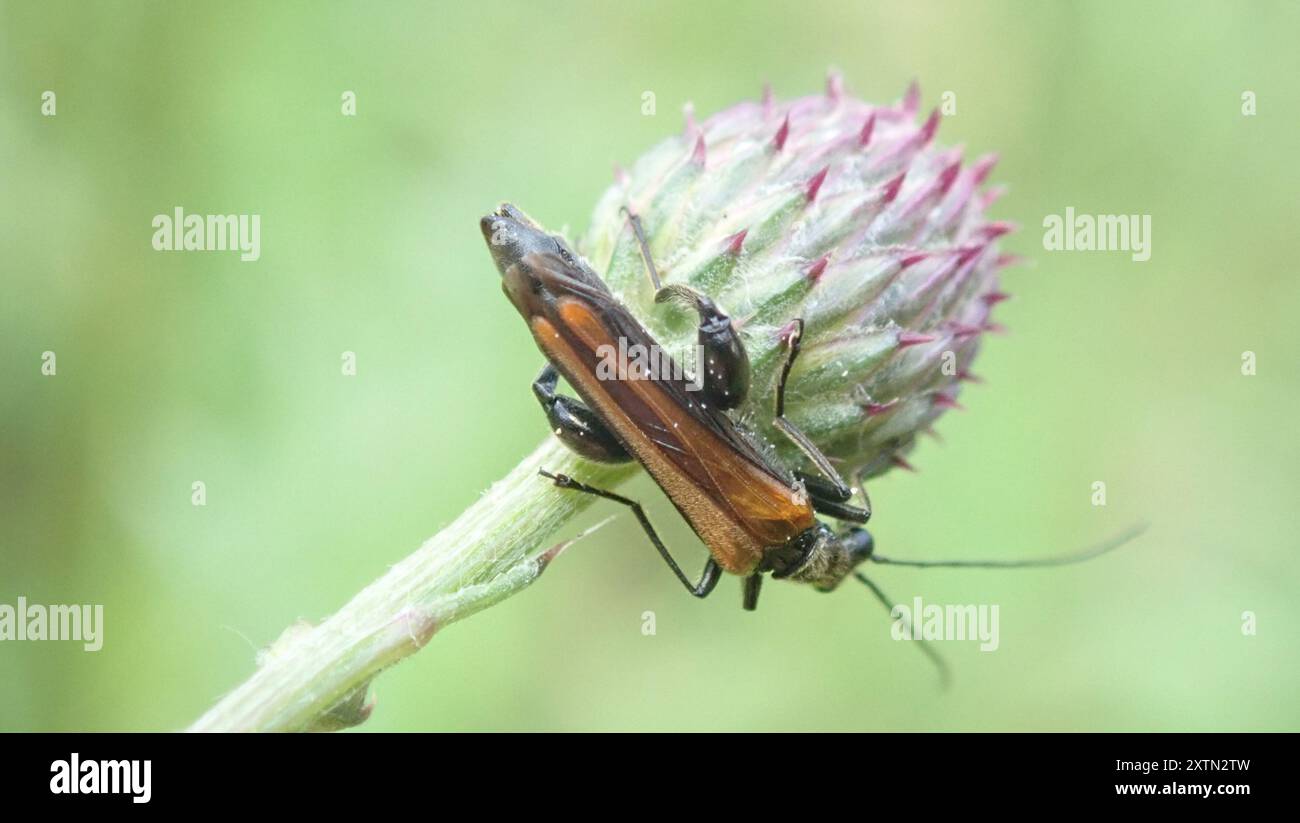 (Oedemera femorata) Insecta Stock Photo - Alamy