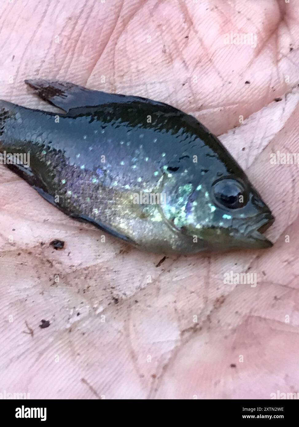Blue-spotted Sunfish (Enneacanthus gloriosus) Actinopterygii Stock ...