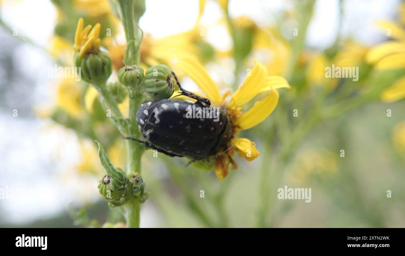 Mediterranean Spotted Chafer (Oxythyrea funesta) Insecta Stock Photo ...