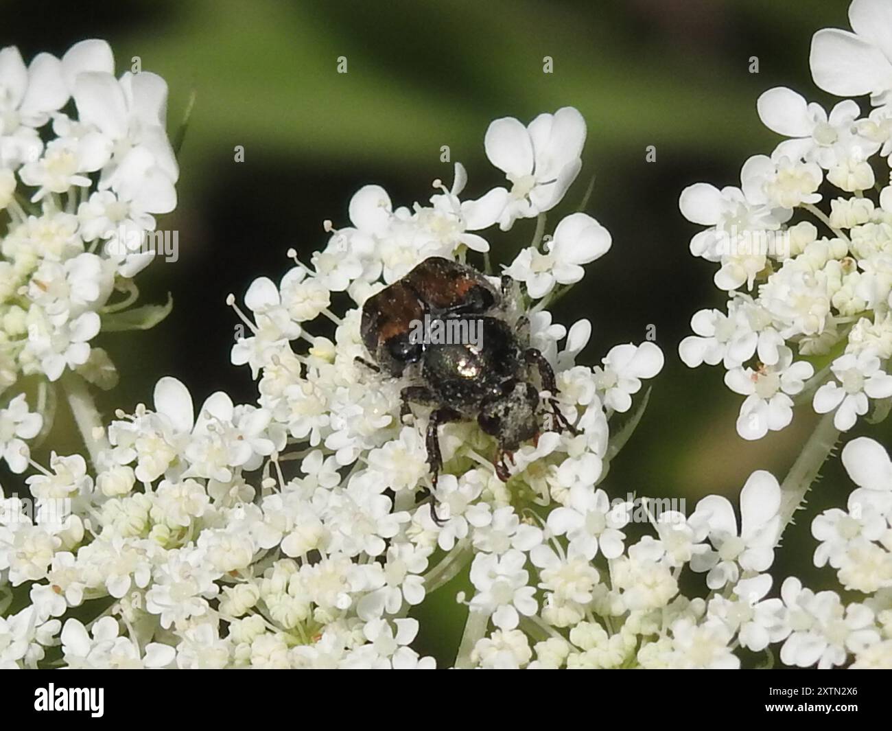 Bee-like Flower Scarabs (Trichiotinus) Insecta Stock Photo - Alamy