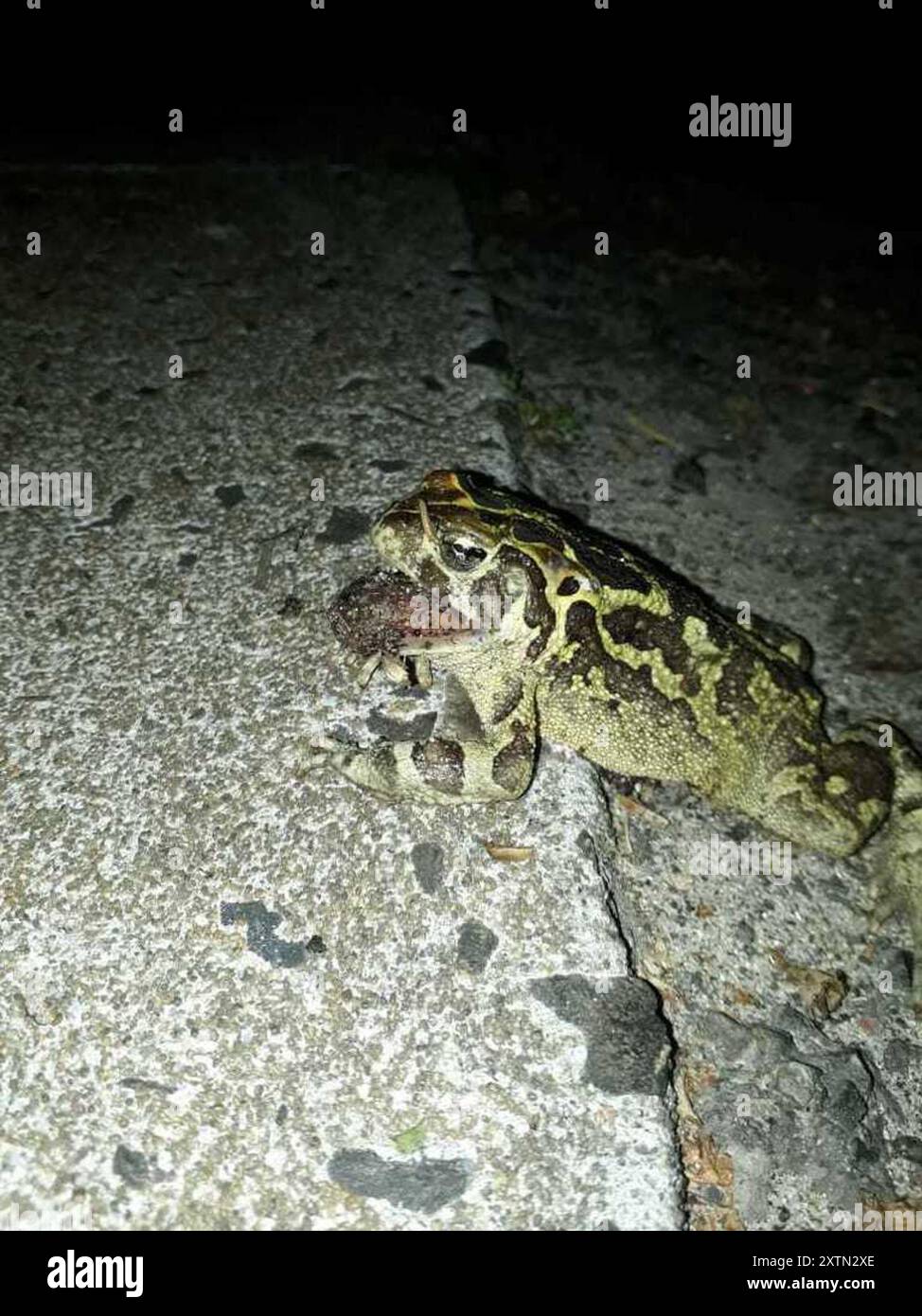 Western Leopard Toad (Sclerophrys pantherina) Amphibia Stock Photo - Alamy
