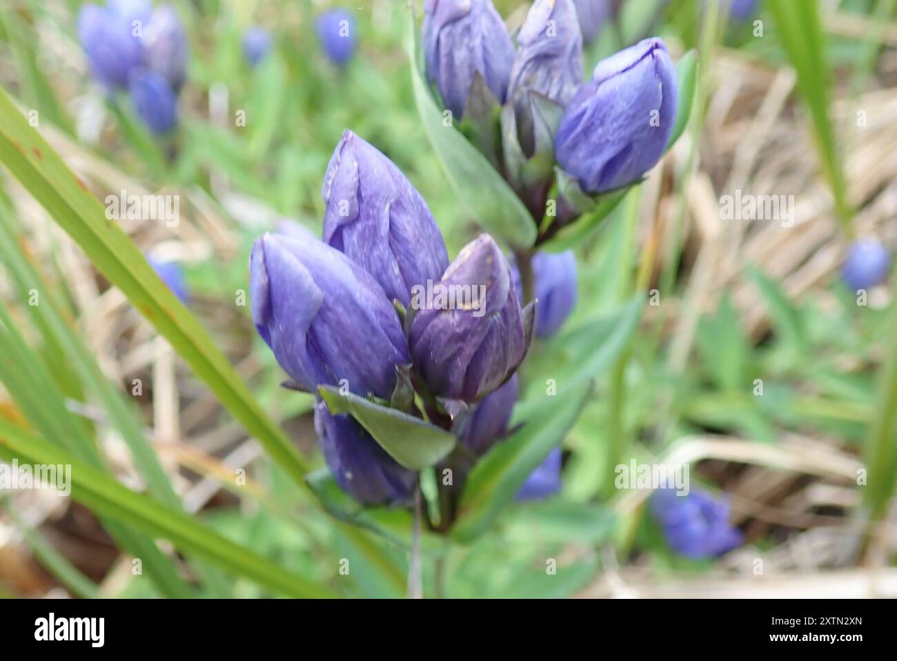 king's scepter gentian (Gentiana sceptrum) Plantae Stock Photo - Alamy