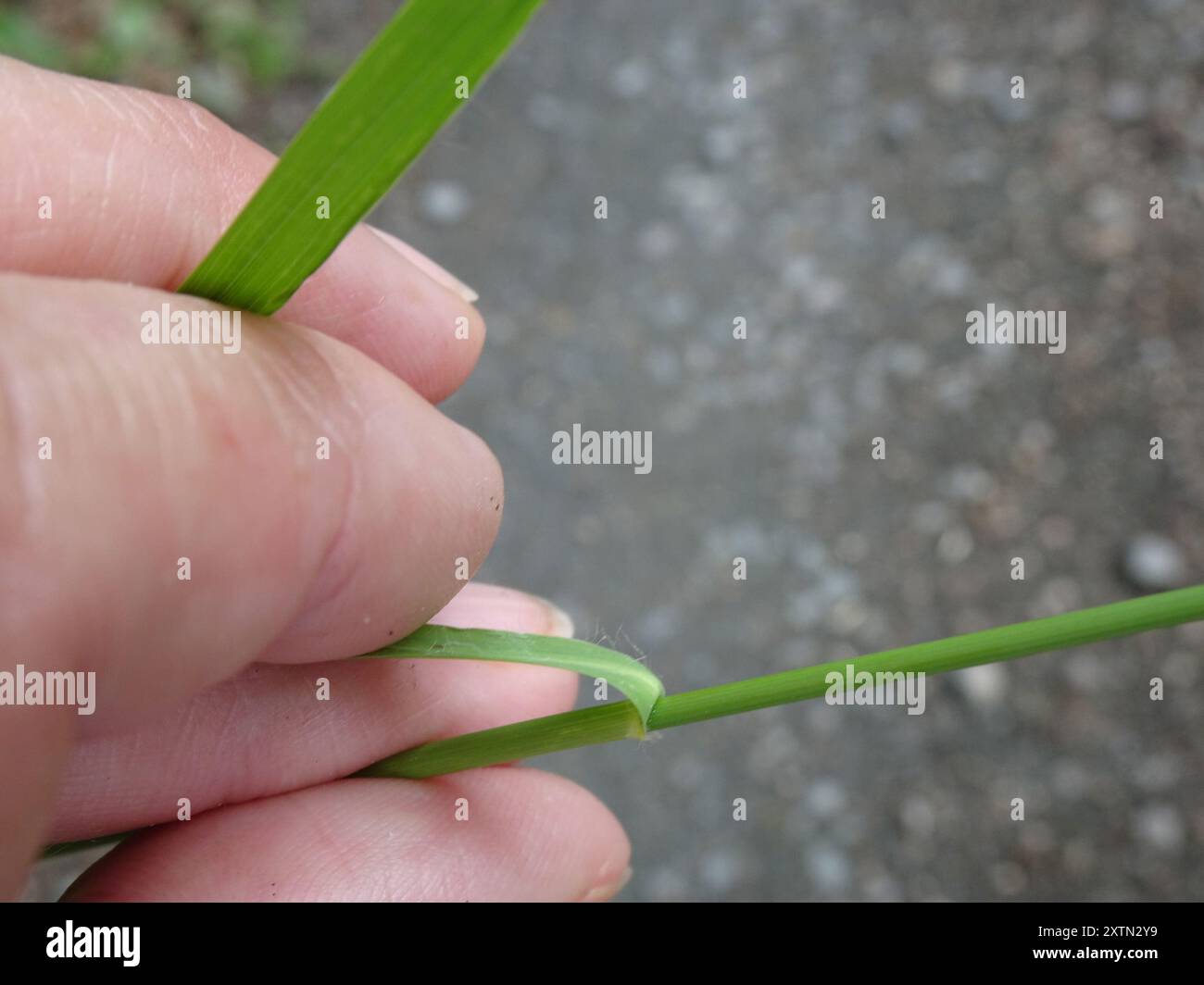 grasses (Poaceae) Plantae Stock Photo - Alamy