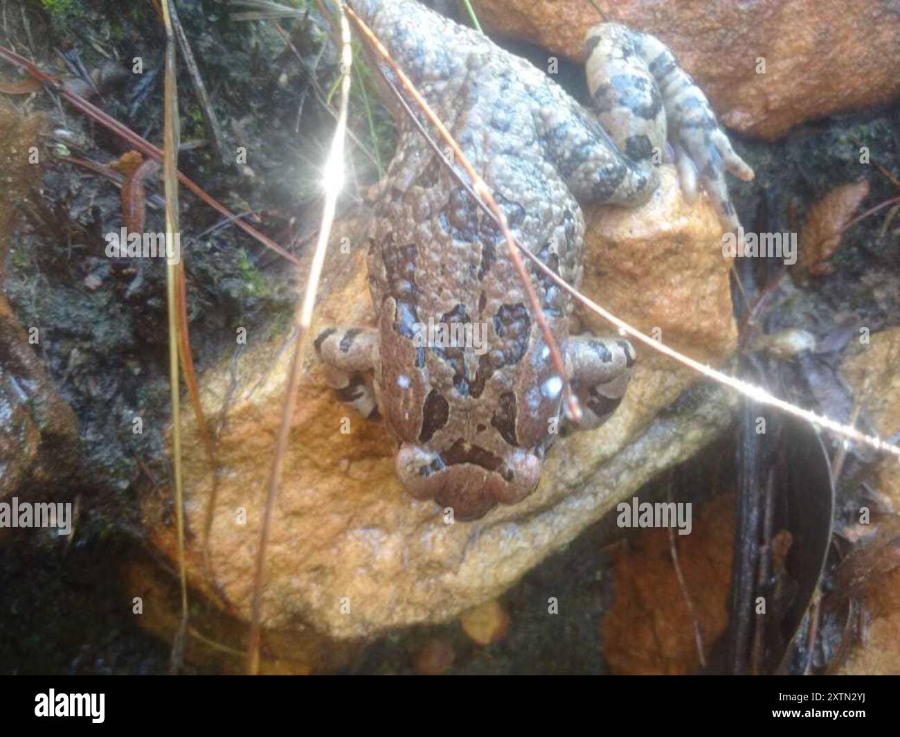 Raucous Toad (Sclerophrys capensis) Amphibia Stock Photo - Alamy